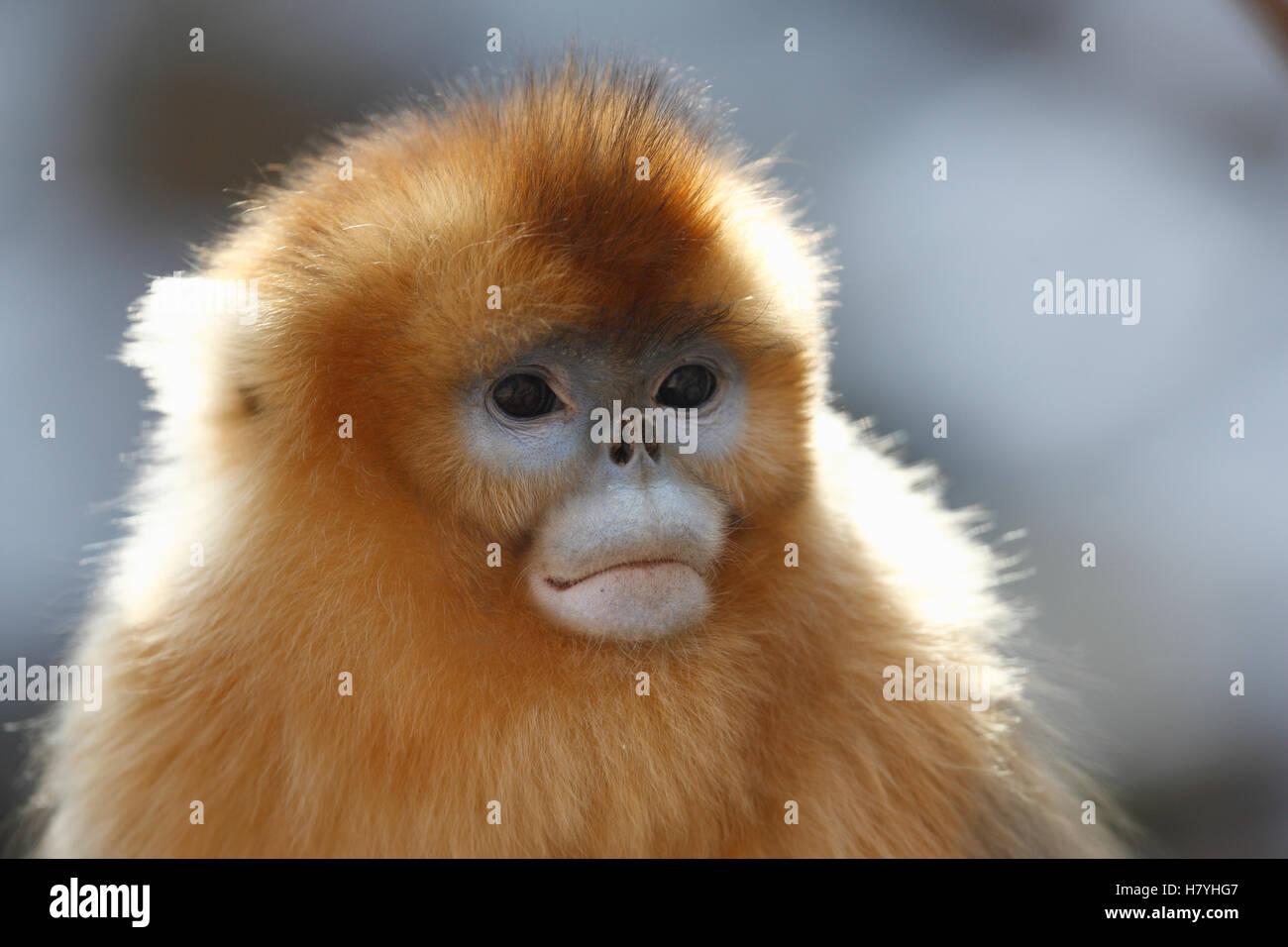 Golden snub-nosed (Rhinopithecus roxellana singe) féminin, montagnes ...