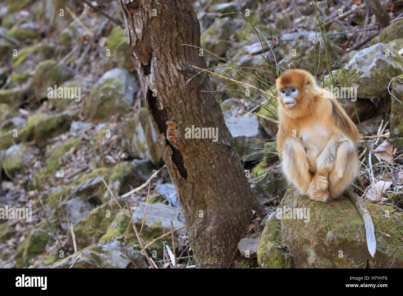 Golden snub-nosed (Rhinopithecus roxellana singe) féminin, montagnes ...