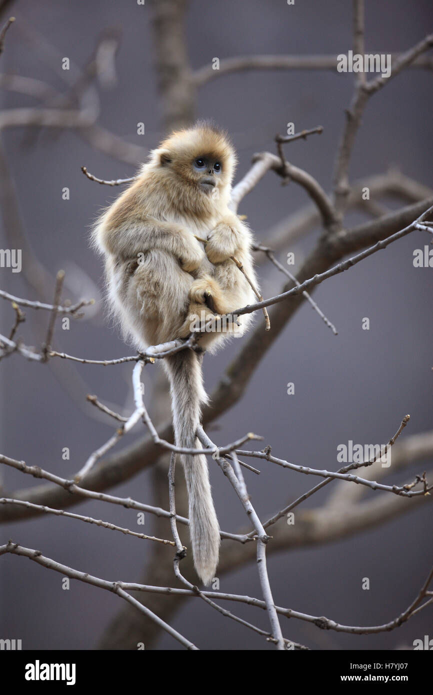 Golden snub-nosed Rhinopithecus roxellana (singe), l'écorce de l ...