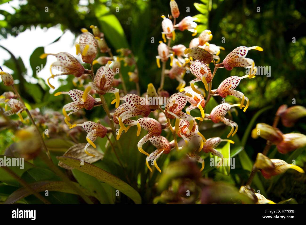 Masdevallia caloptera Banque de photographies et d’images à haute ...