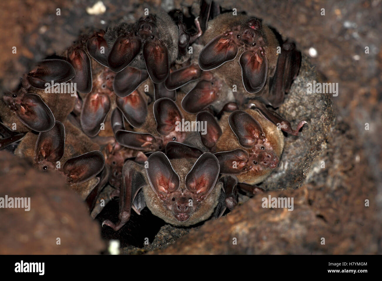 D'orbigny's Round-eared Bat (Lophostoma silvicolum) femelles avec un ...