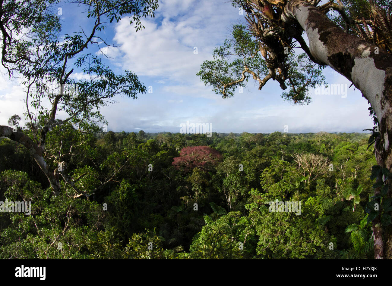 La canopée de la forêt tropicale, le Parc National Yasuní, forêt ...