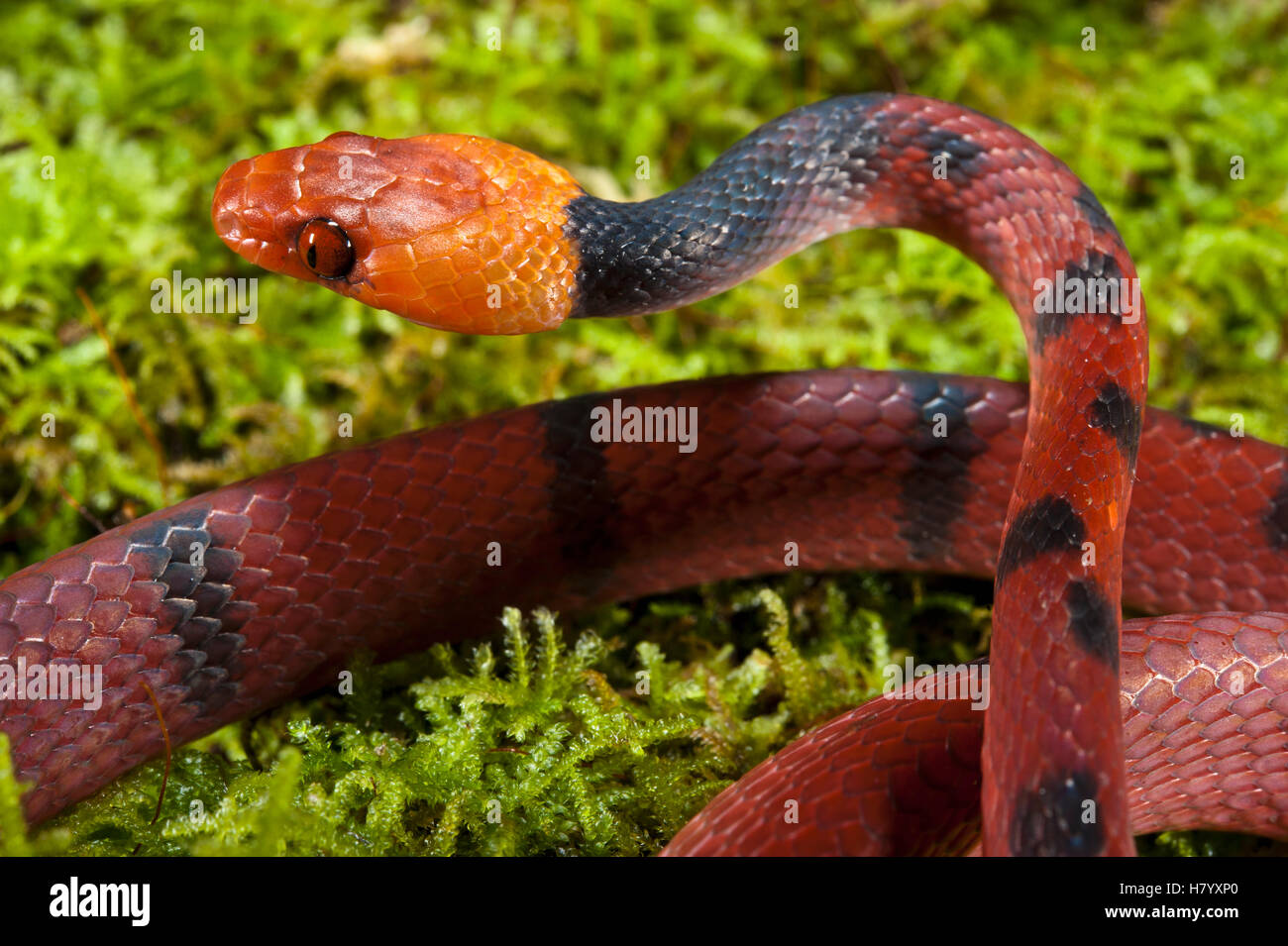Amazon rainforest snake Banque de photographies et d’images à haute ...