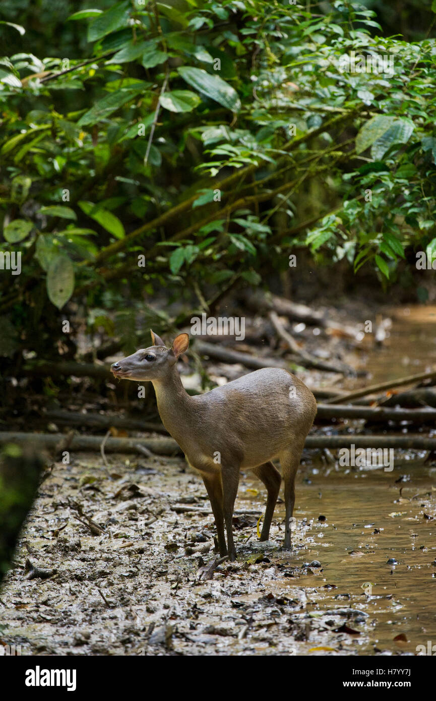 Tiputini biodiversity station Banque de photographies et d’images à ...