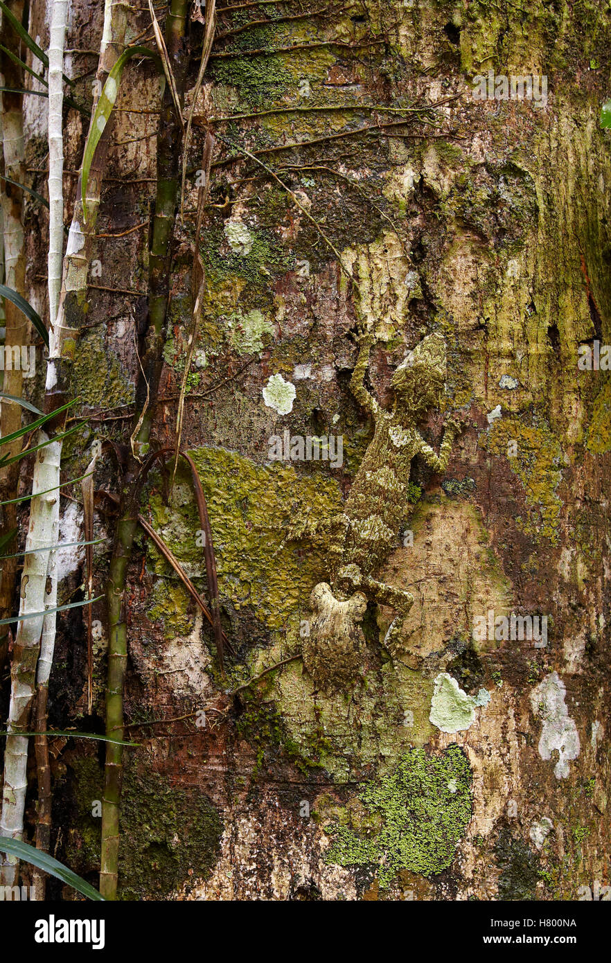 Gecko à queue de feuille du nord (Saltuarius cornutus) montrant le ...