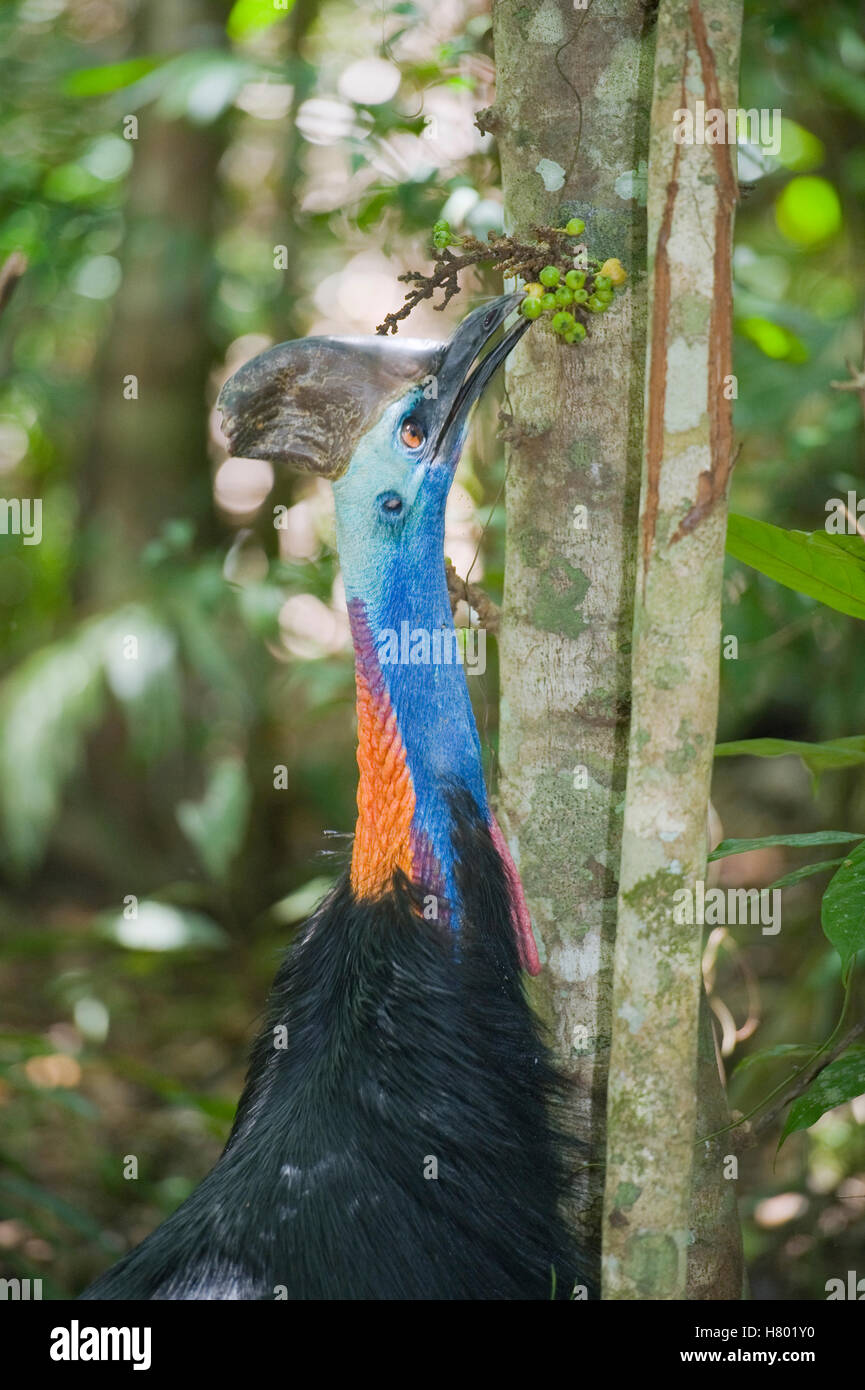 Casoar sud Casuarius casuarius (mâle) se nourrissant de fruits ...