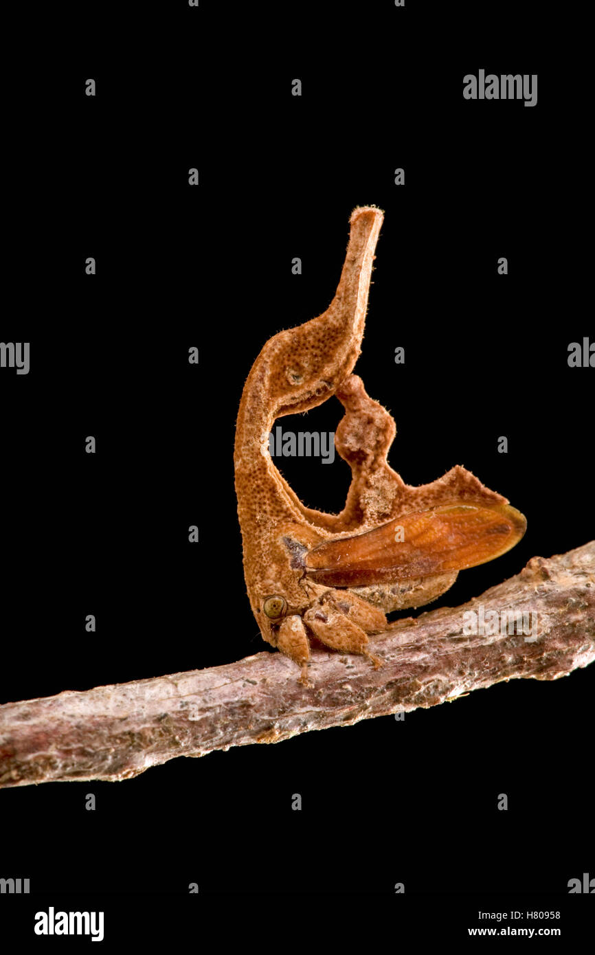 Treehopper (Cladonota ridicula) Direction générale de la Guyane ...