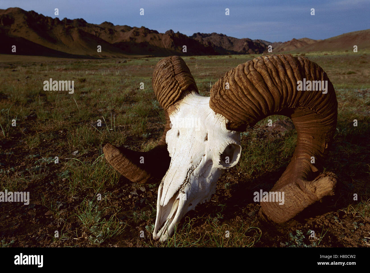 L'argali (Ovis ammon) crâne et cornes, désert de Gobi, Mongolie Photo ...