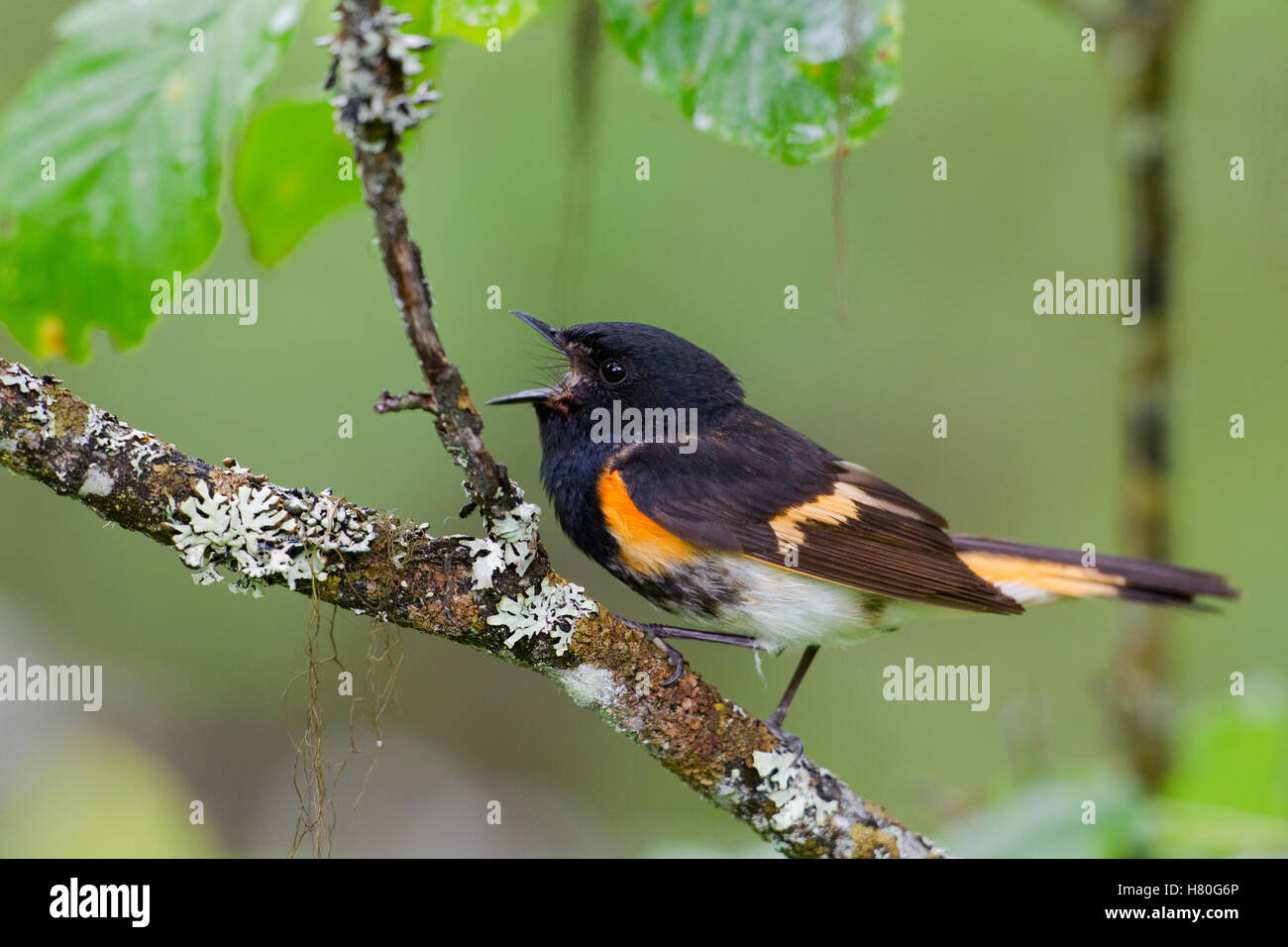 La Paruline flamboyante (Setophaga ruticilla) mâle appelant, Troy ...