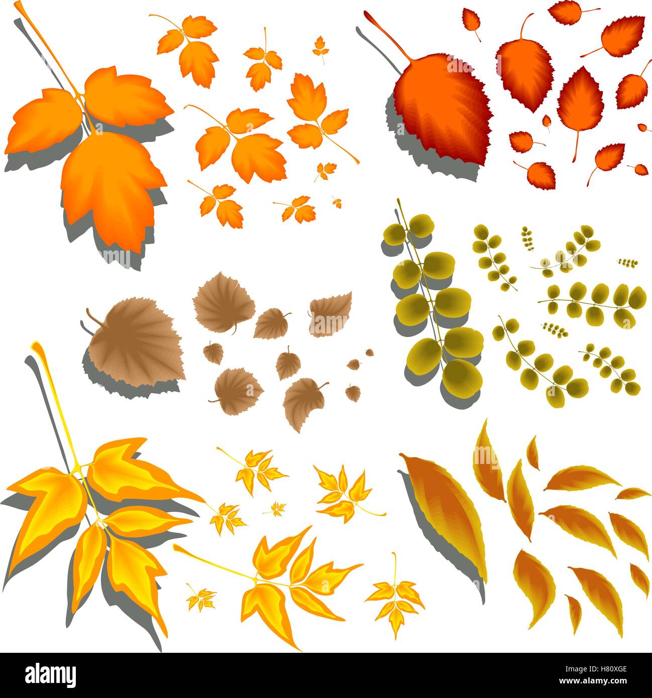 Feuilles de peuplier Banque d'images vectorielles - Alamy