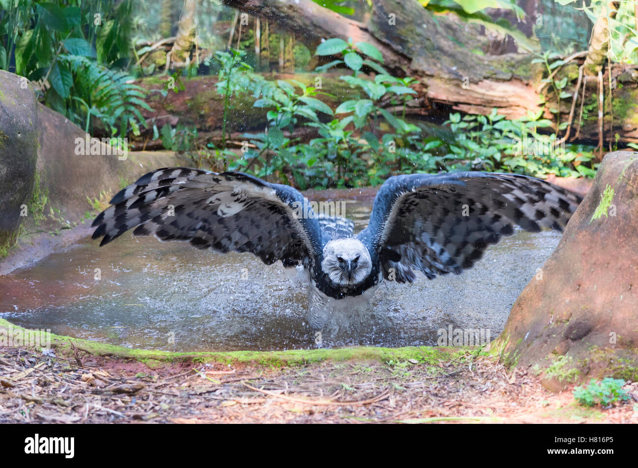 Harpie féroce (Harpia harpyia) baignade, Brésil Photo Stock - Alamy