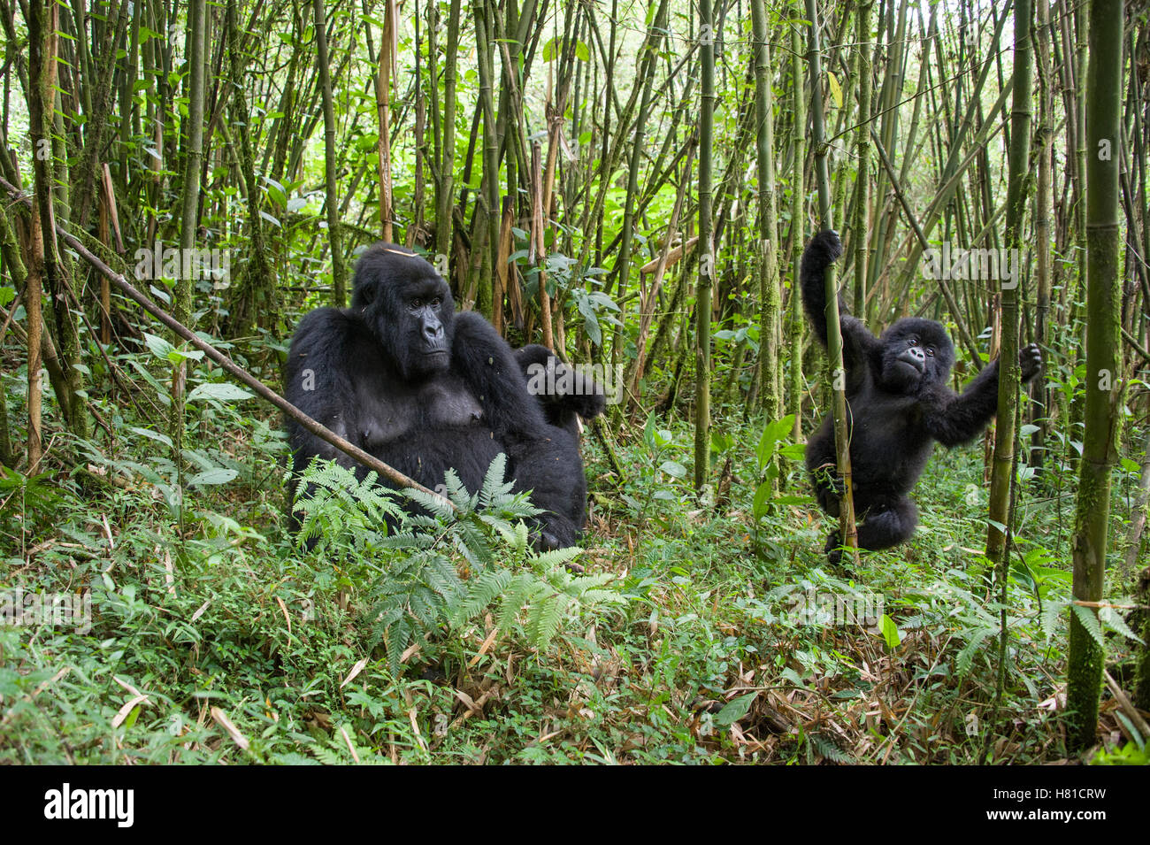 Gorille de montagne (Gorilla gorilla beringei) mère avec un ans et demi ...