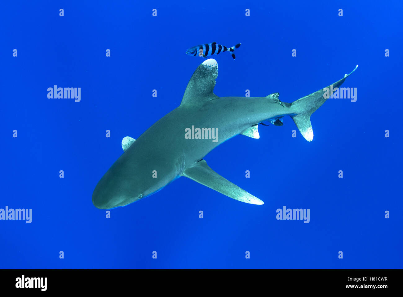 Requin à pointe blanche océanique (Carcharhinus longimanus) avec du ...