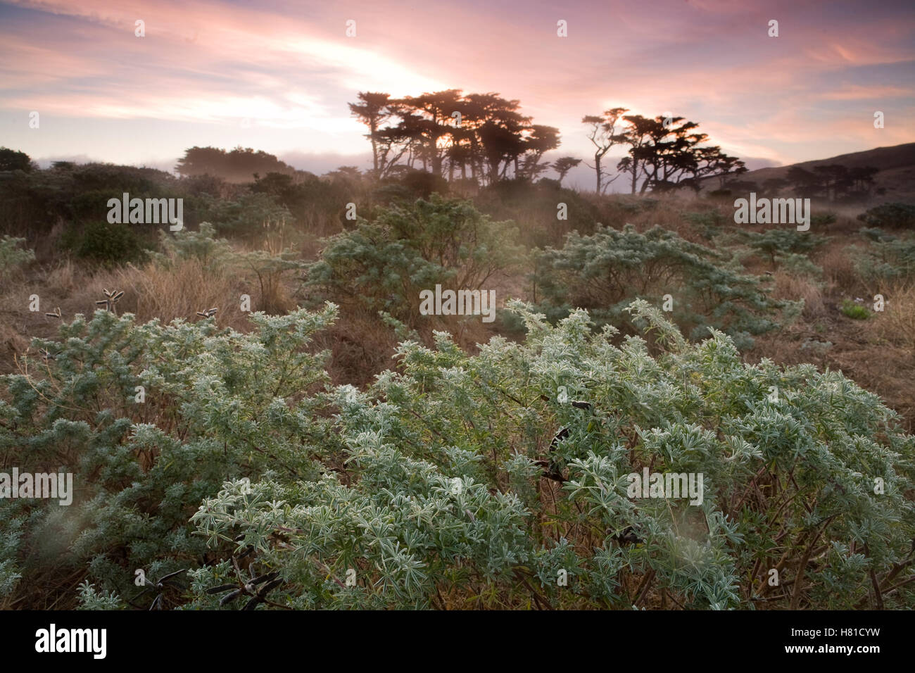 Bush jaune lupin (Lupinus arboreus) et cyprès (Cupressus macrocarpa ...