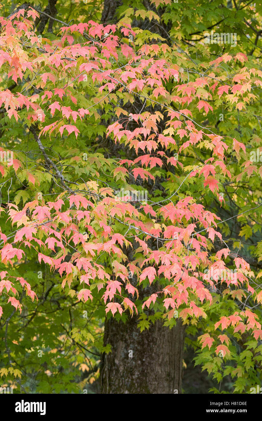 Acer saccharum ssp leucoderme Banque de photographies et d’images à ...