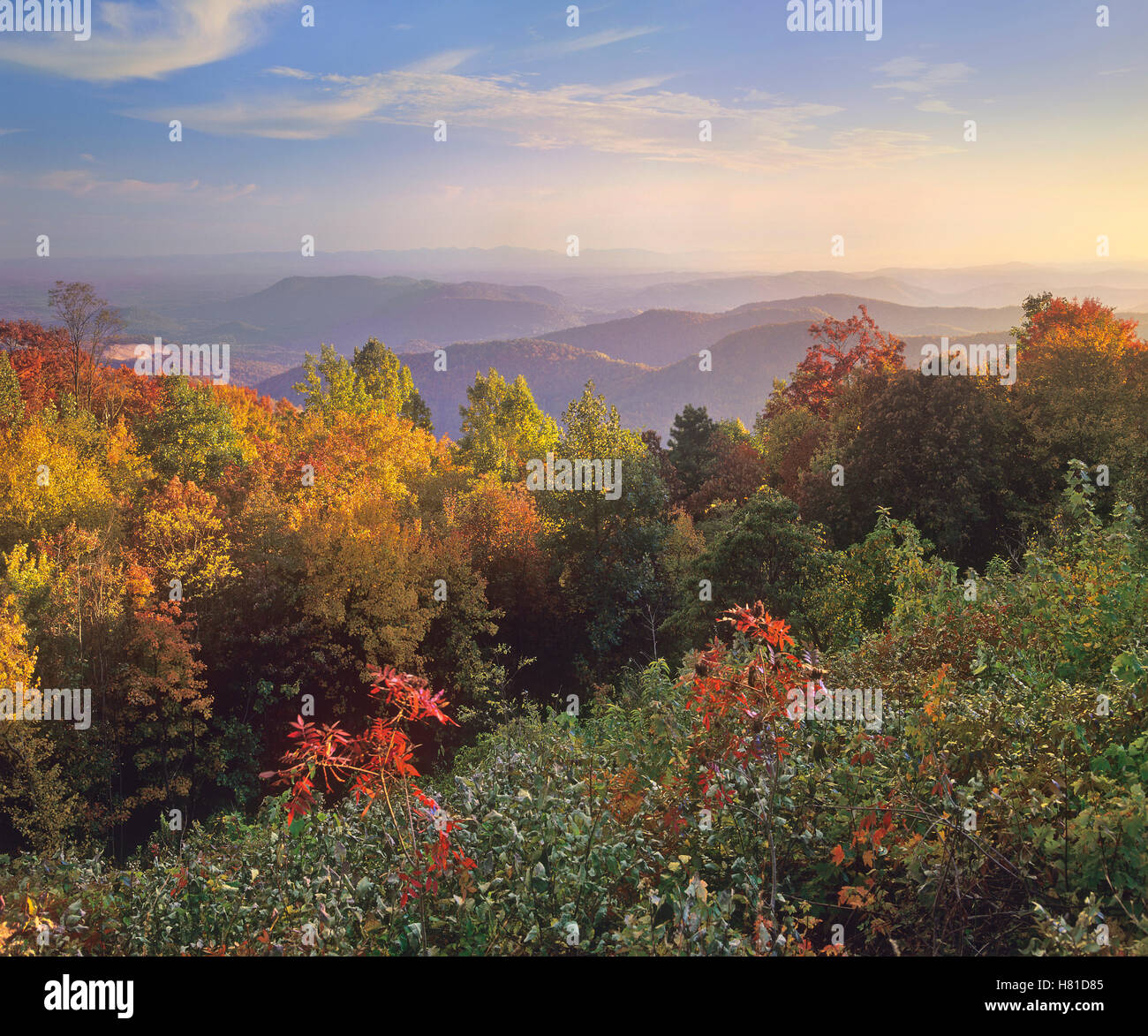 La forêt de feuillus à l'automne, Blue Ridge Mountains de Doughton Park ...