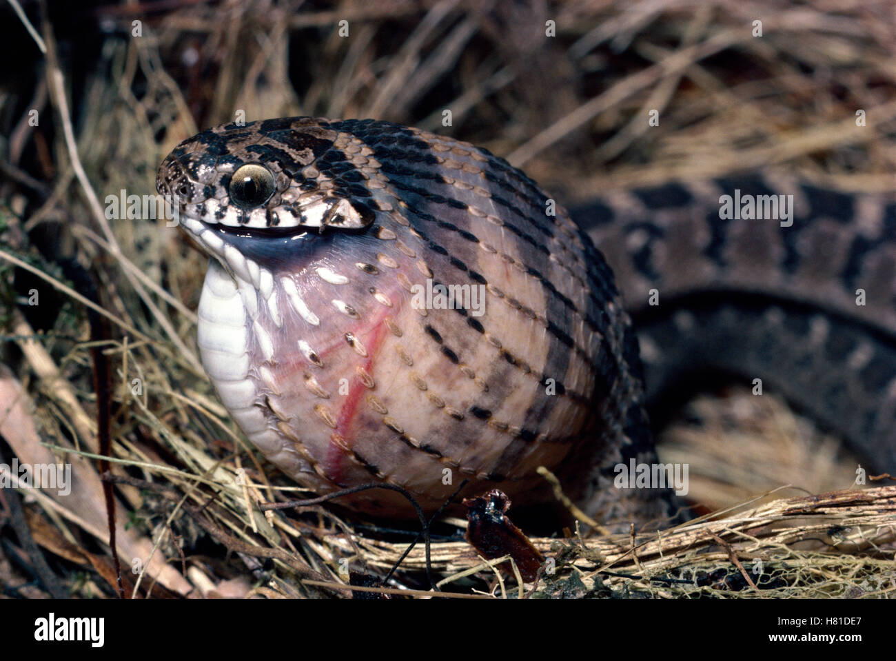 La commune de serpent Dasypeltis scabra (manger), l'Afrique d'oeufs de ...