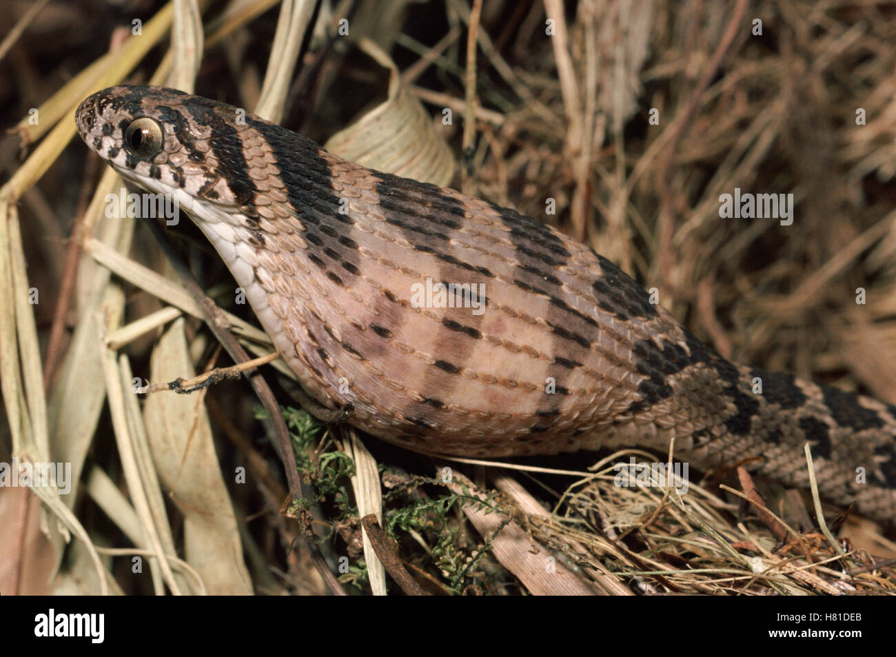 La commune de serpent Dasypeltis scabra (manger), l'Afrique d'oeufs de ...