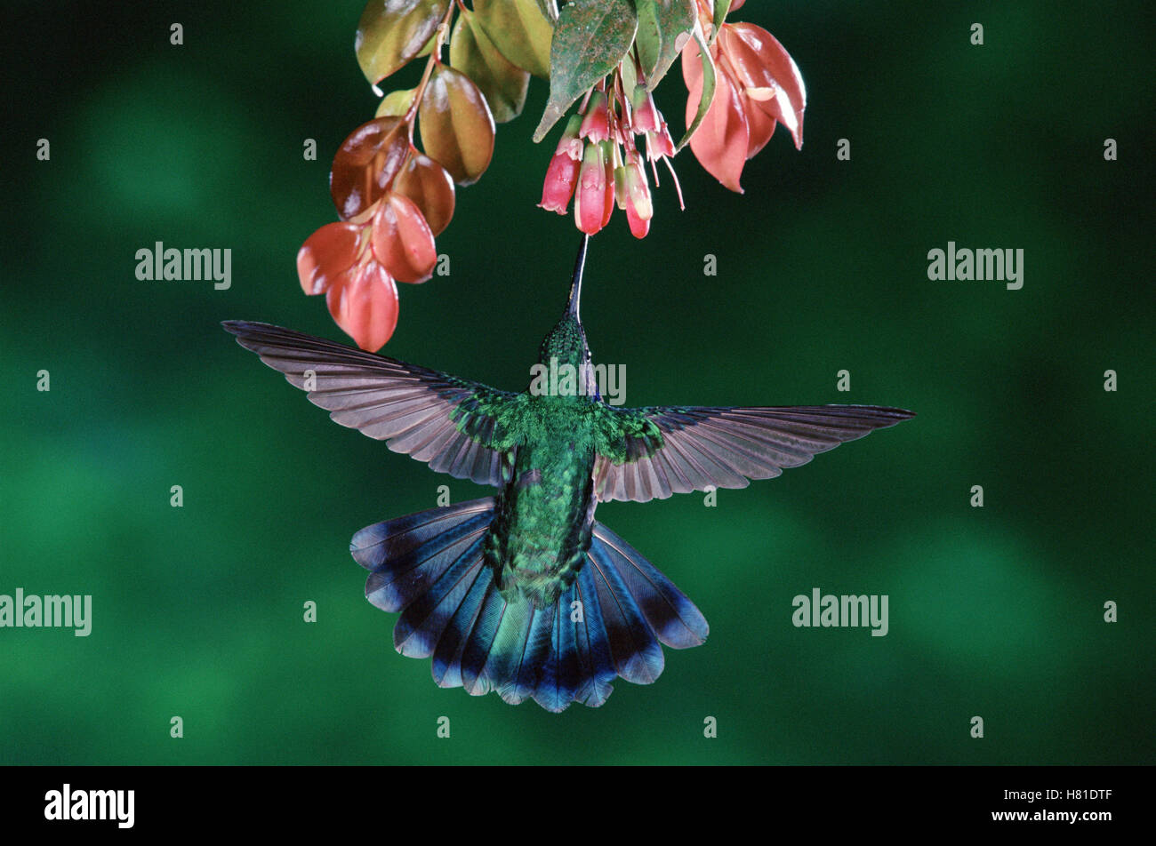 Green Violet-ear Colibri Colibri thalassinus (alimentation) et la ...
