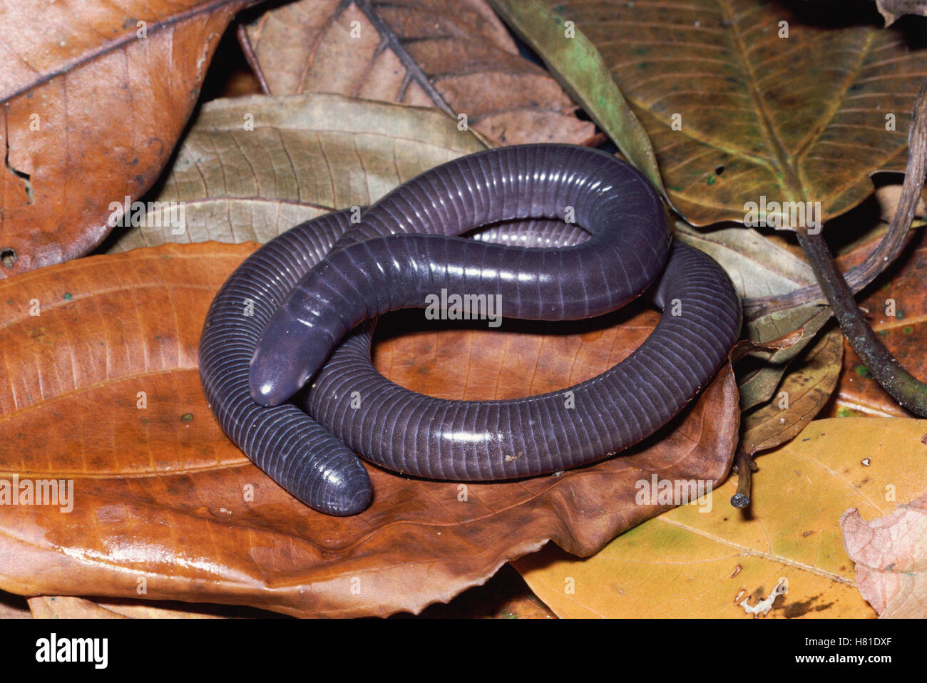 Gymnophiones (Gymnophis multiplicata) rainforest, Costa Rica Photo ...