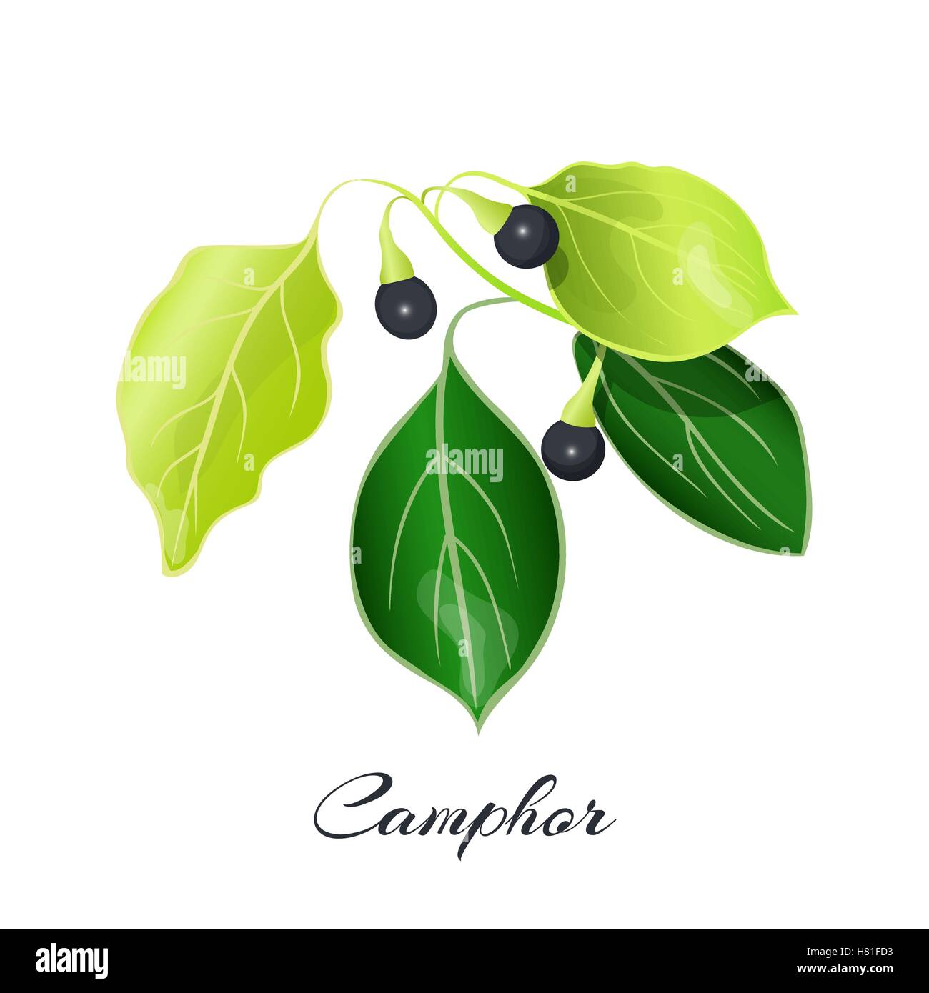 Camphrier cinnamomum camphora Banque d'images vectorielles - Alamy