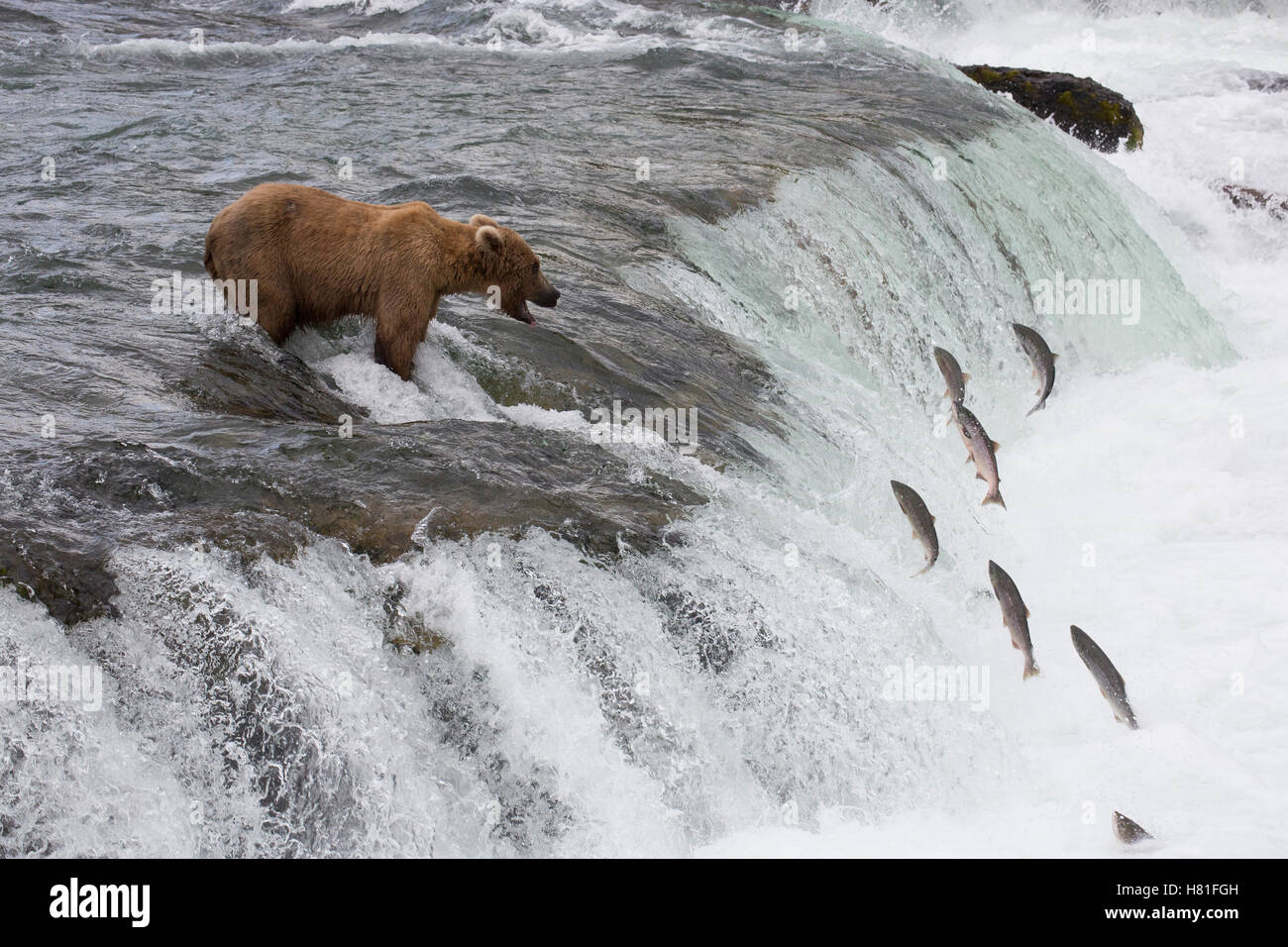 Ours grizzli (Ursus arctos horribilis) la pêche du saumon sockeye ...