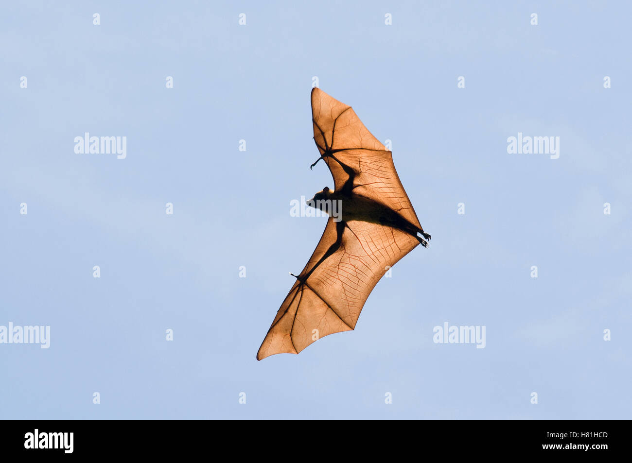 Madagascar Flying Fox (Pteropus rufus) battant, Bryanston, Madagascar ...
