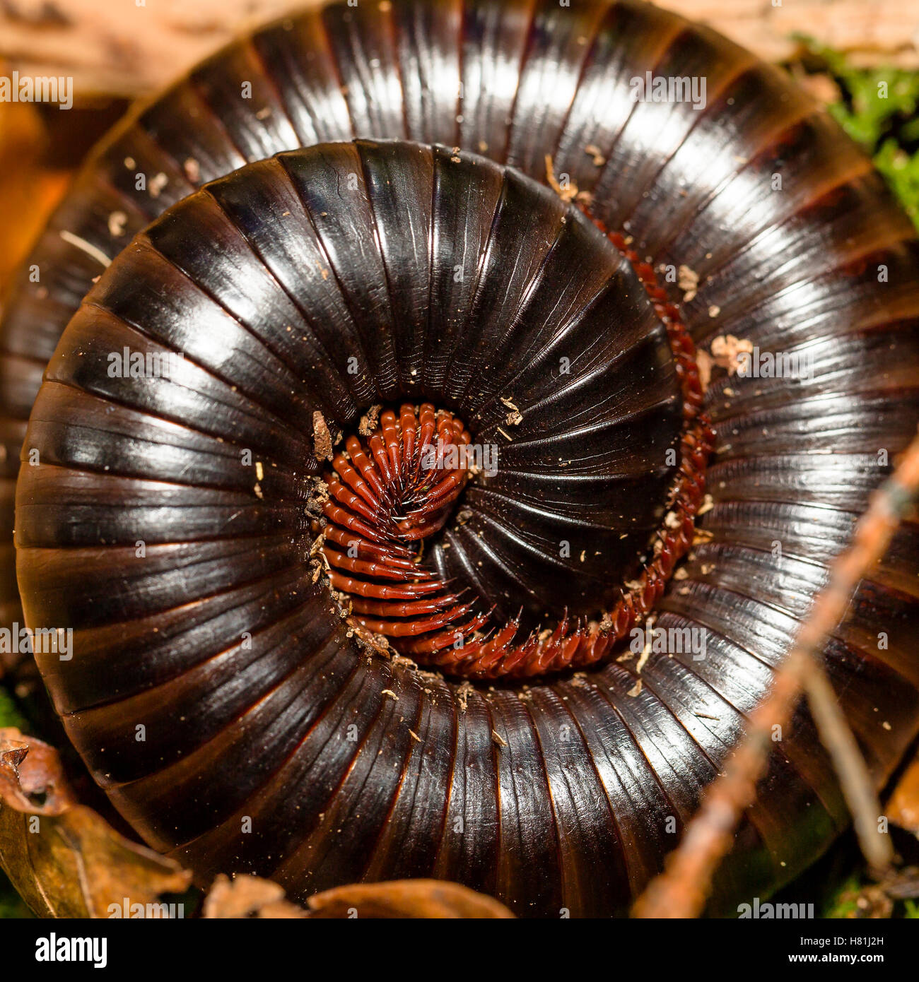 Mille-pattes noir géant africain (Archispirostreptus gigas) roulé en ...