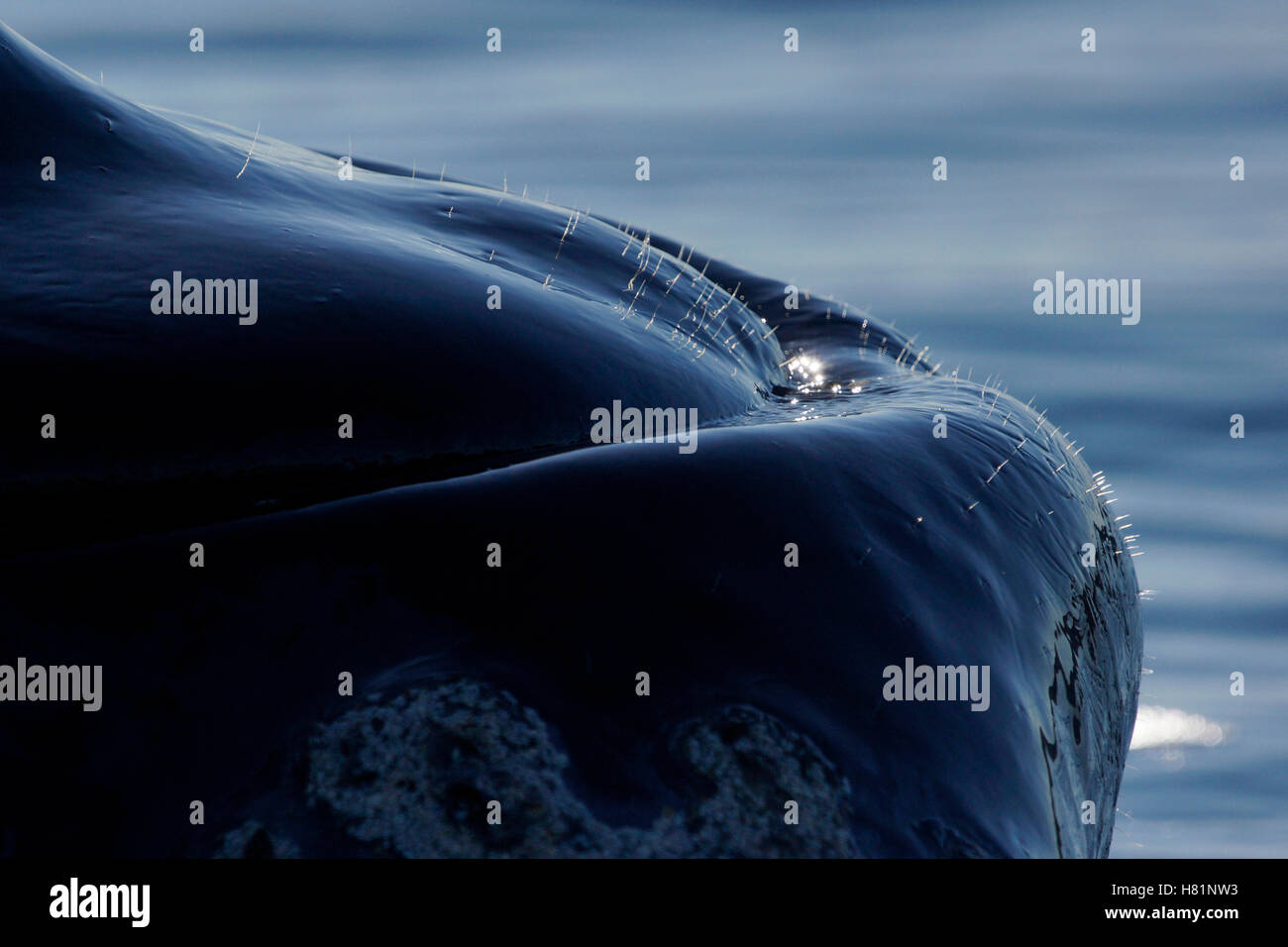 Baleine franche australe (Eubalaena australis) Cheveux sur son menton ...