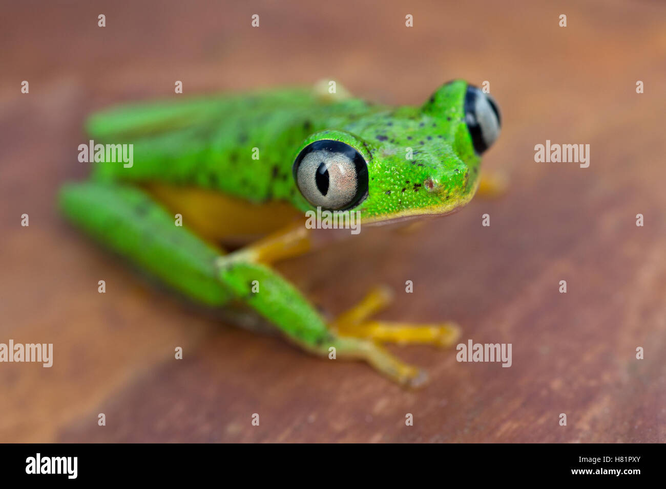 La grenouille Phyllomedusa Lemur (lemur), Costa Rica Photo Stock - Alamy