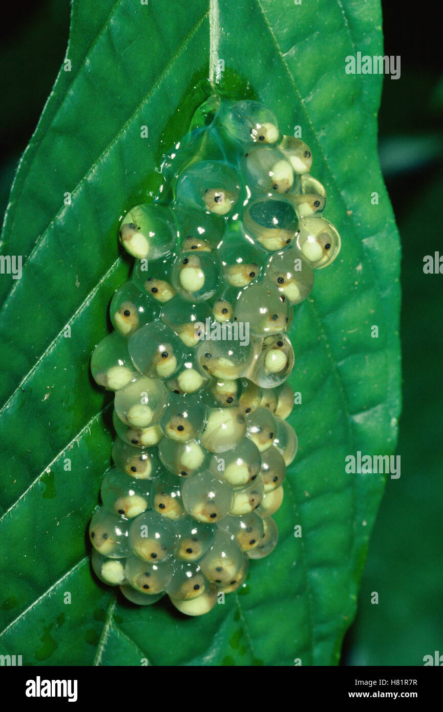 La Rainette aux yeux rouges (agalychnis callidryas) oeufs contenant des ...