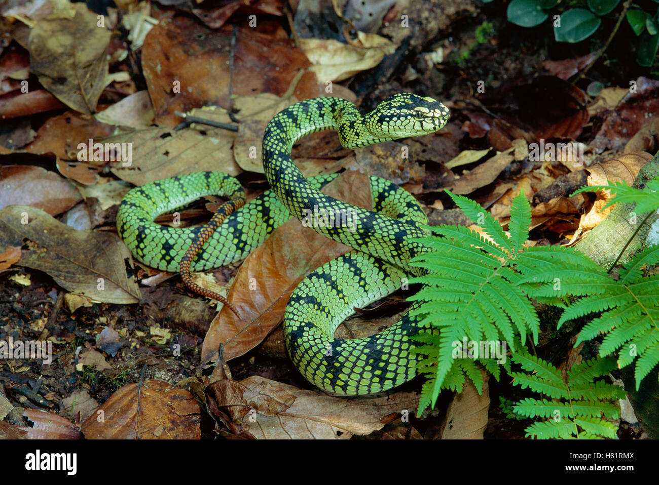Pit Viper de Sumatra (Trimeresurus sumatranus) serpent venimeux dans les basses terres de la ...