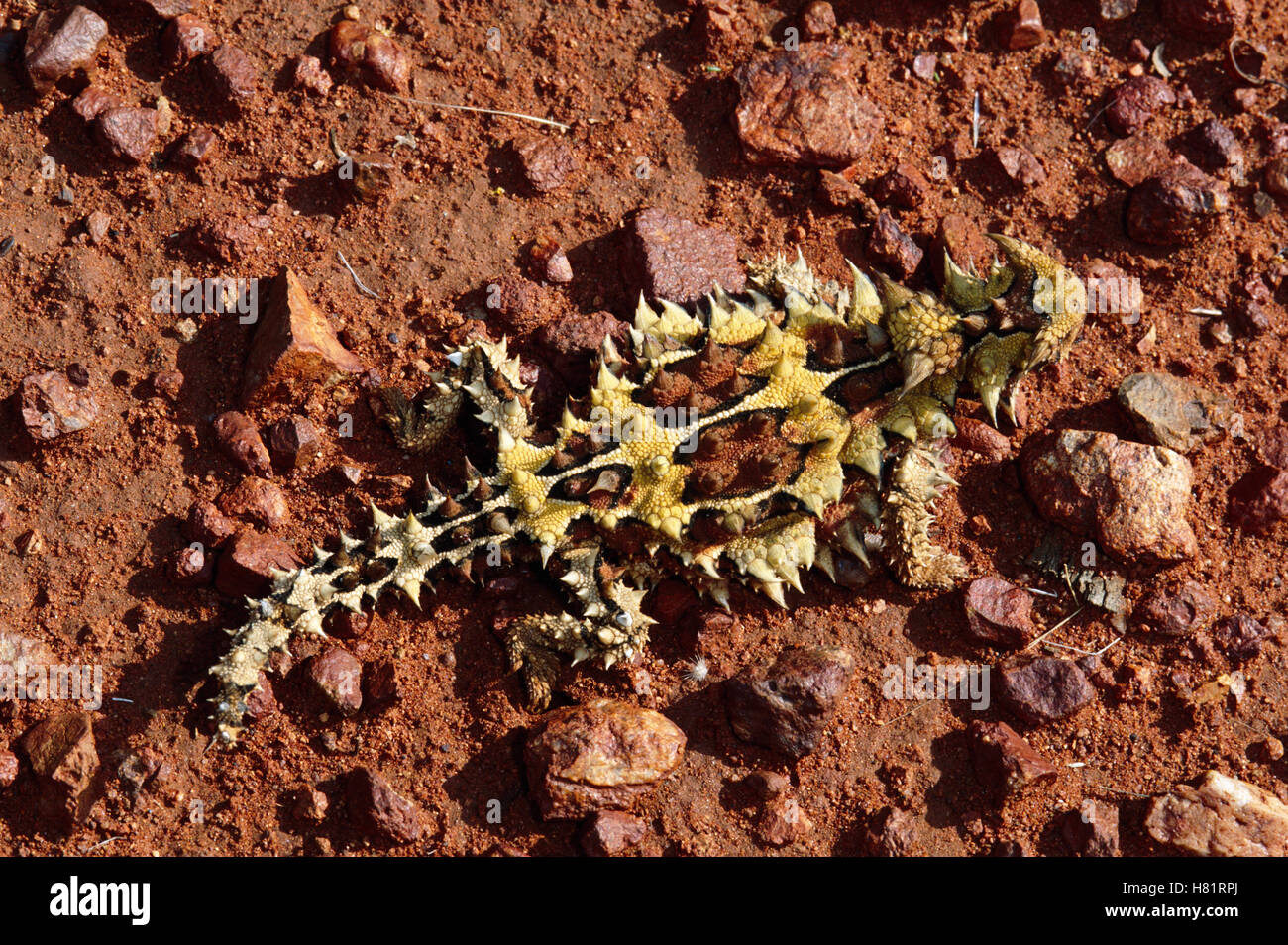 Diable épineux (Moloch horridus) Vue du haut de la colonne vertébrale ...
