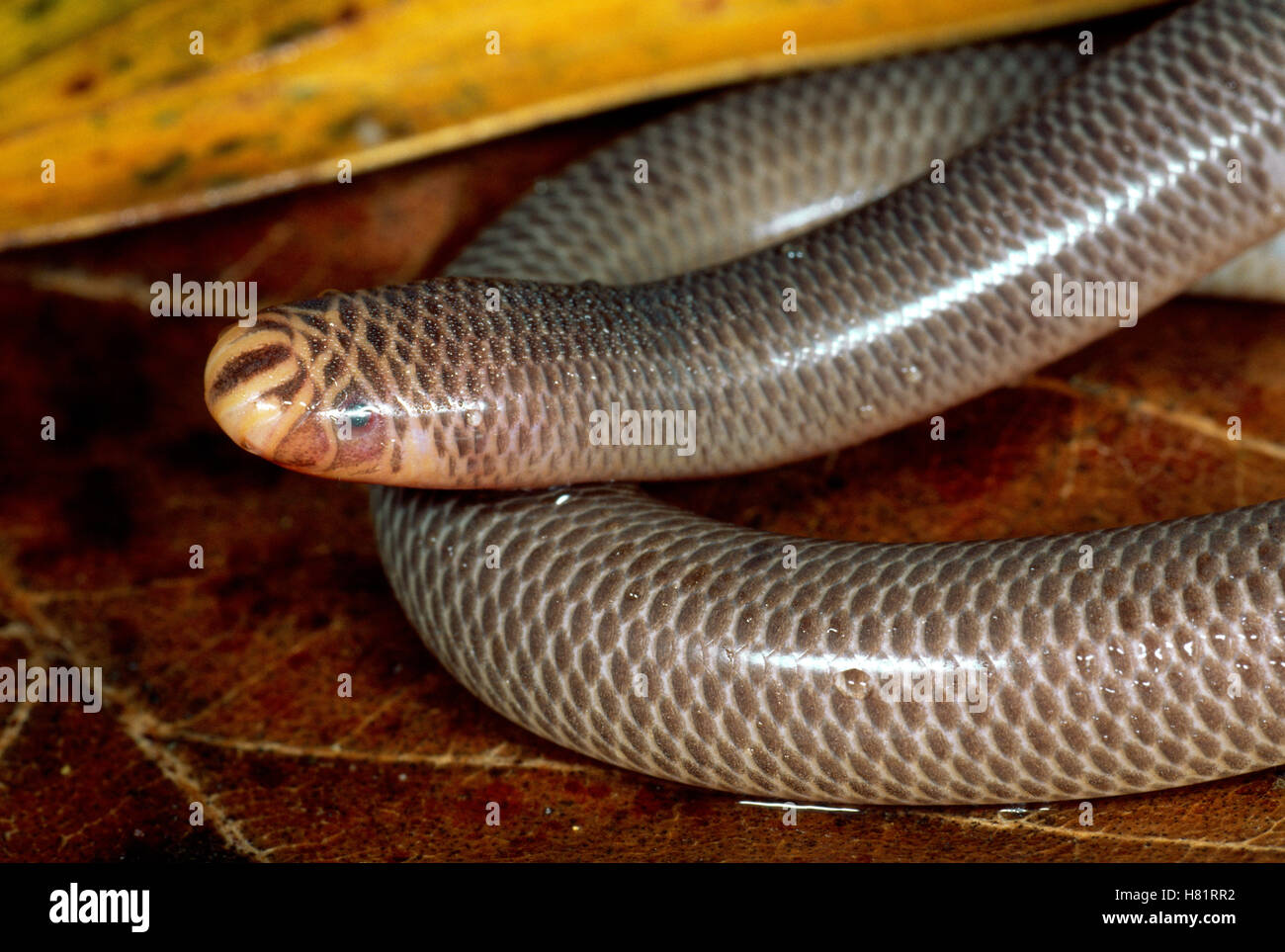 Serpent aveugle (Ramphotyphlops sp) dans la forêt tropicale, Lacey ...