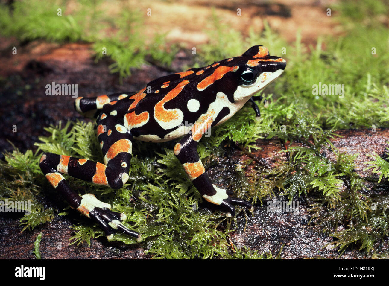 Grenouille arlequin (Atelopus varius) affichage coloration prémonitrice ...