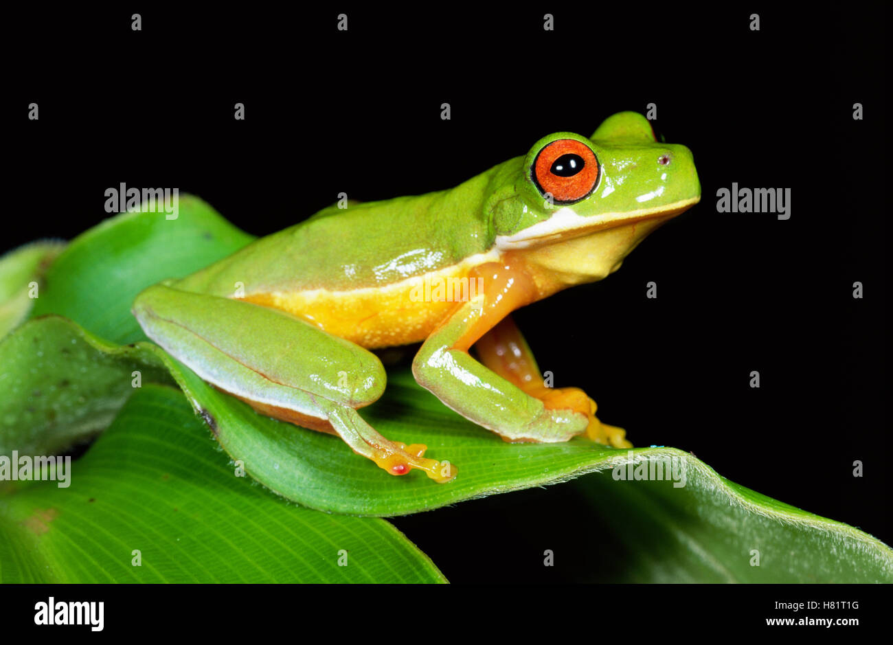 Costa Rica (Duellmanohyla uranochroa Grenouille Brook) de la population ...