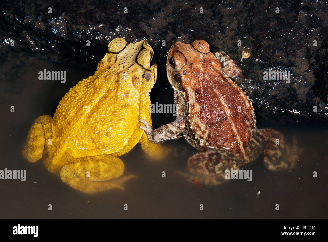 Le jaune (Bufo luetkenii) formes différentes de la même espèce, le ...