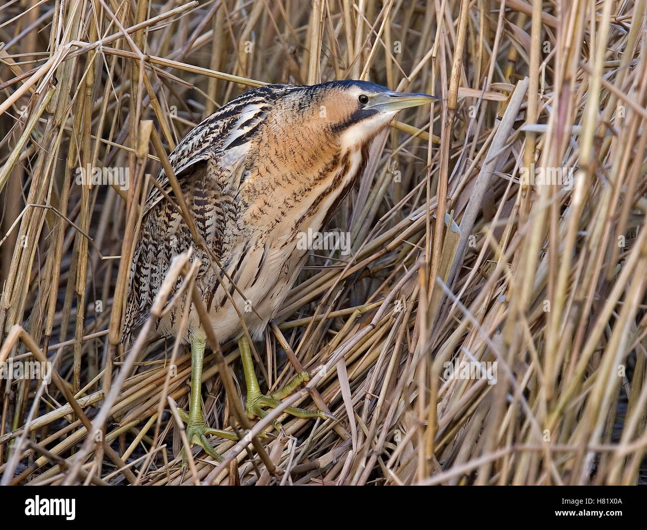 Butor étoilé (Botaurus stellaris) dans des roseaux, Castricum, Noord ...