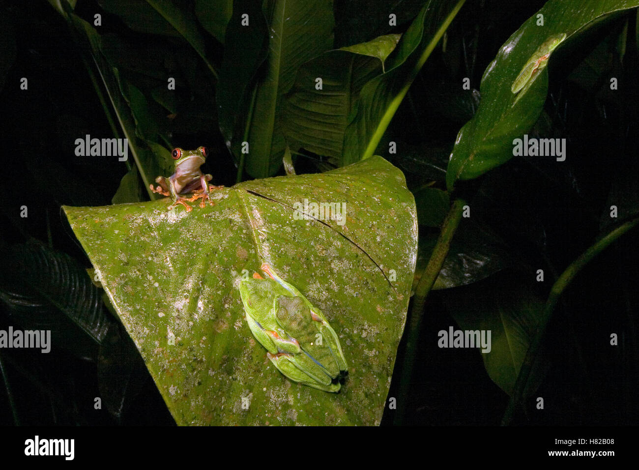 Grenouille Feuille Misfit (Agalychnis saltator) paire l'accouplement en ...