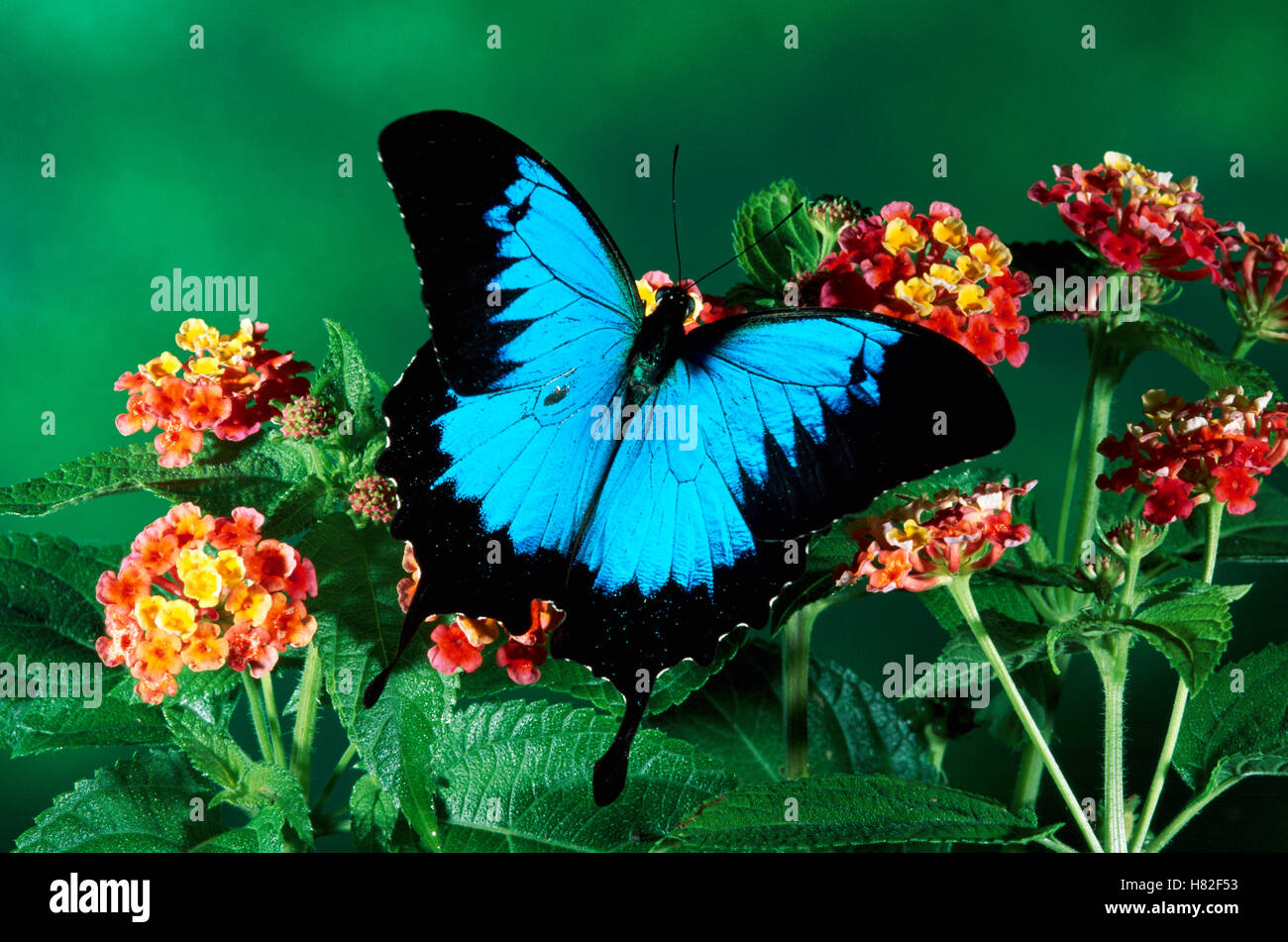 Papilio ulysses Ulysses (papillon) dans la forêt tropicale, la Forêt d ...