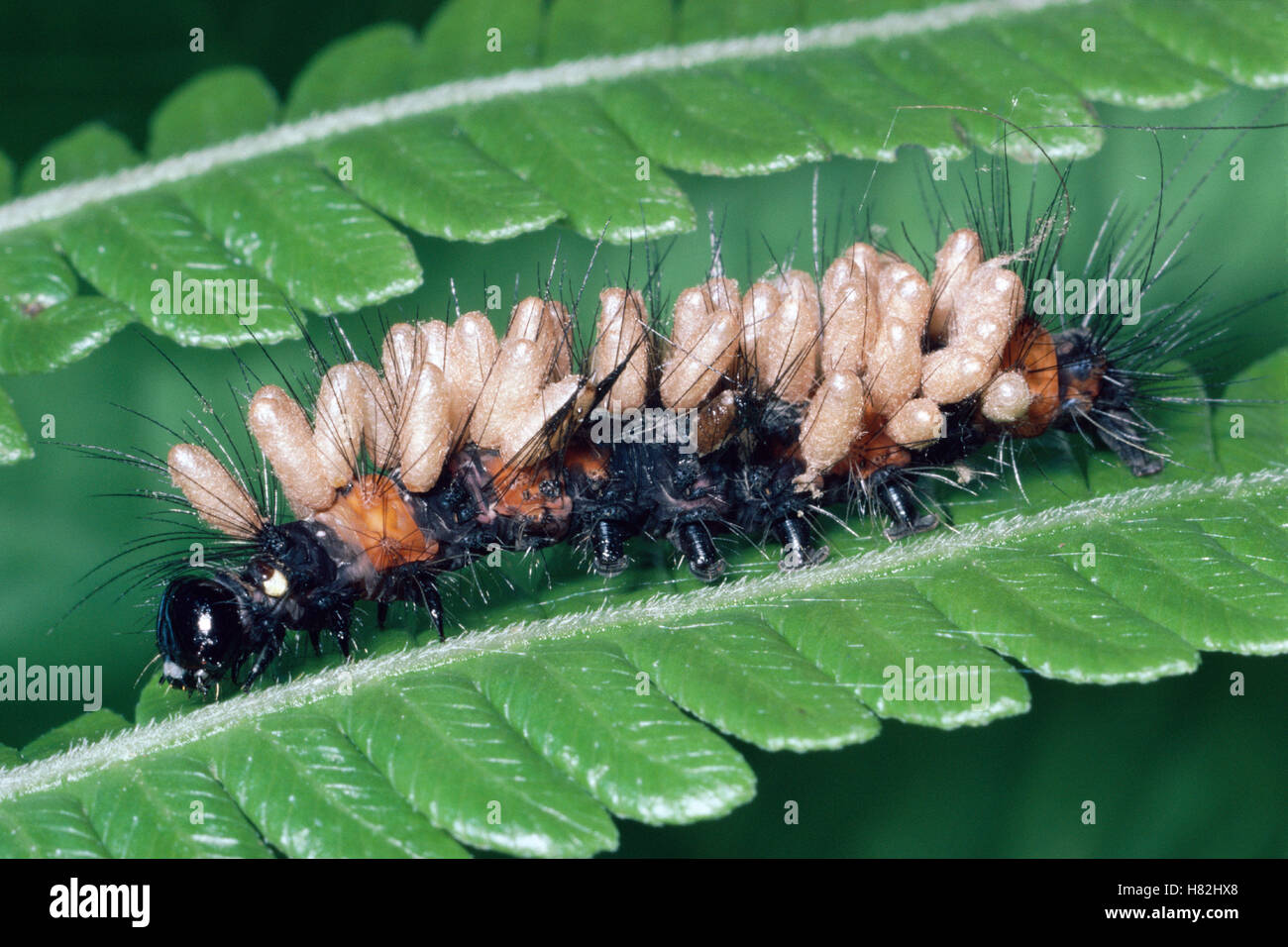 Guêpes braconides (Braconidae) nymphes sur la larve parasitée ...