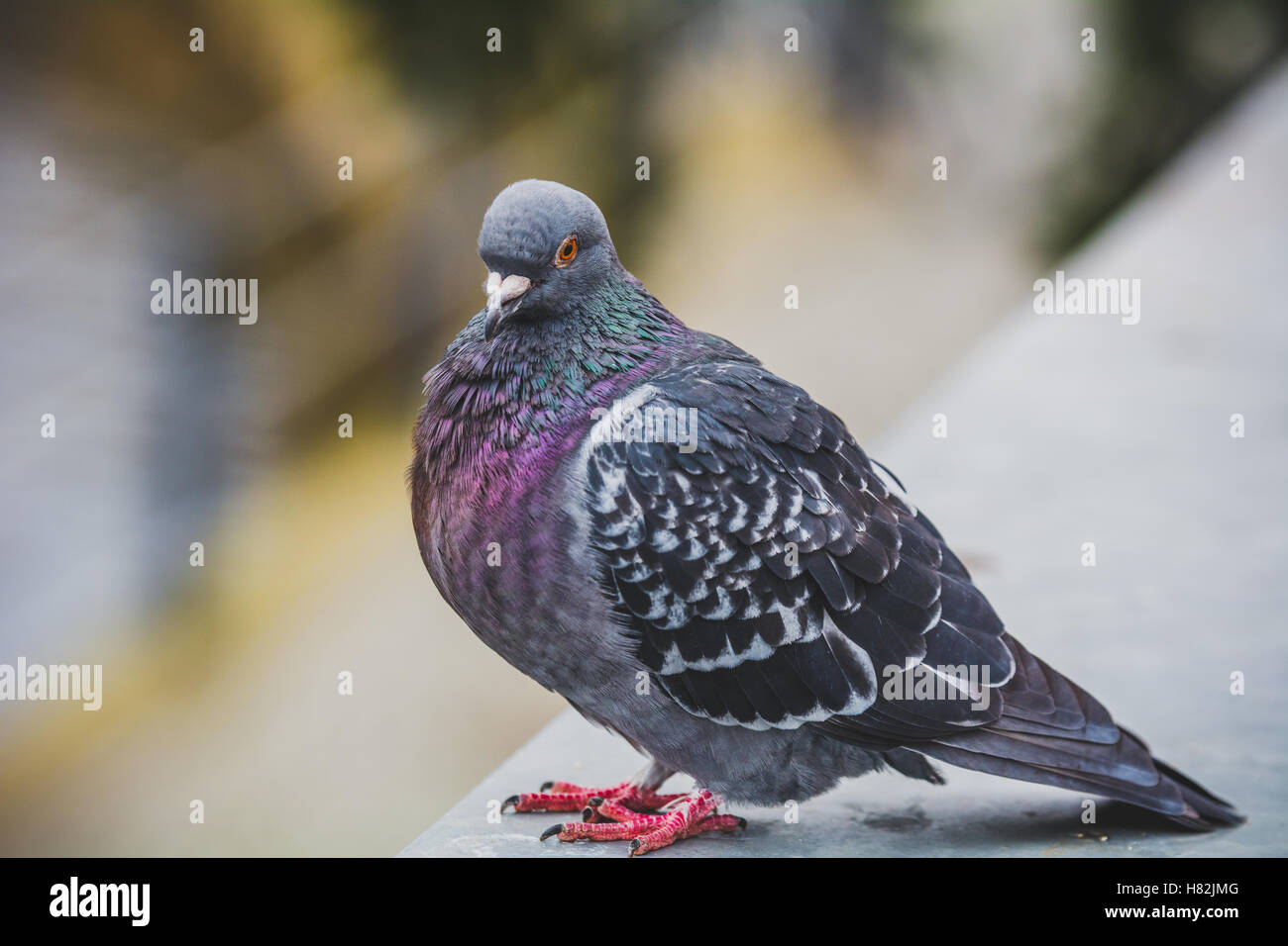 Nun pigeon Banque de photographies et d’images à haute résolution - Alamy
