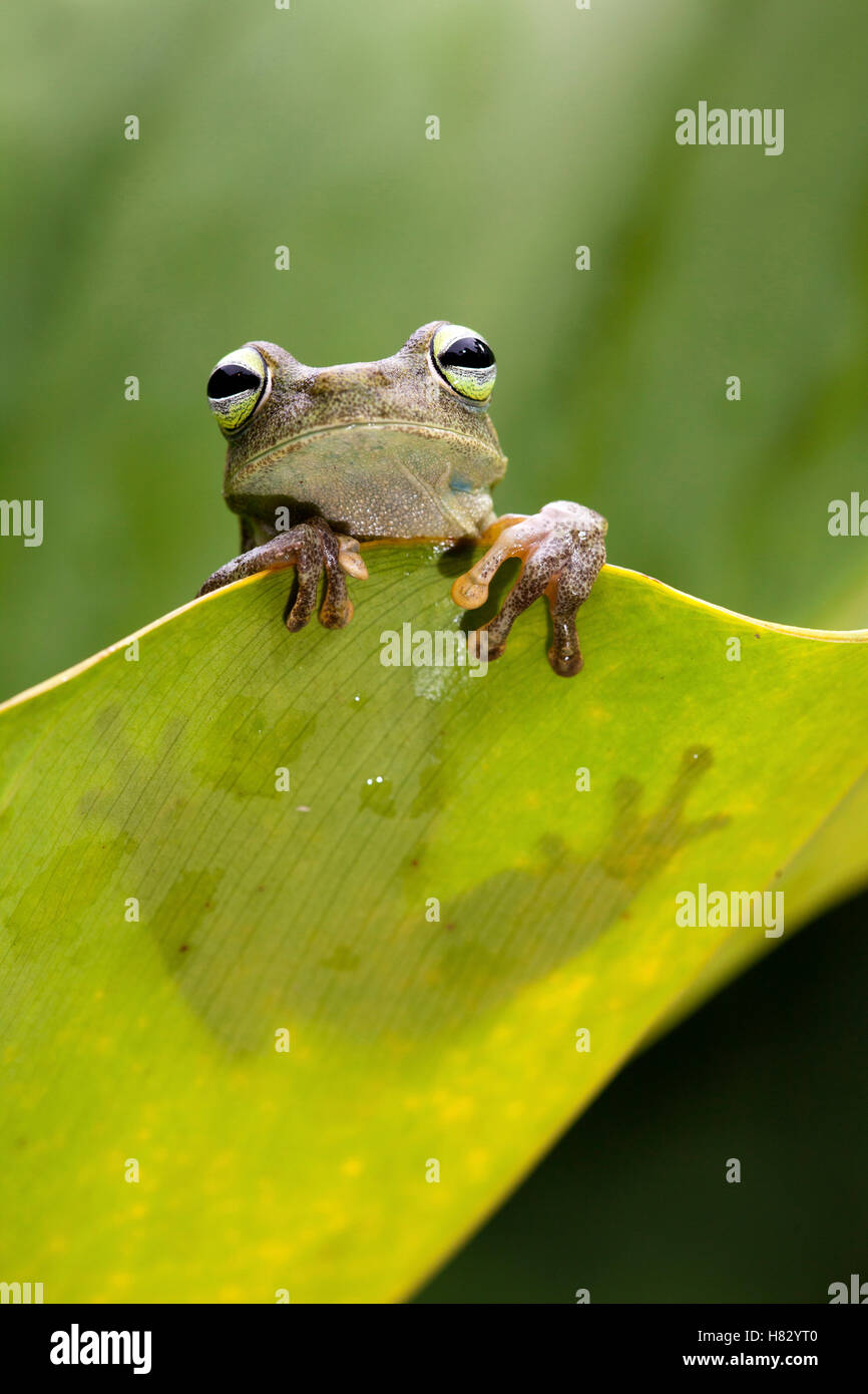 Aux yeux d'émeraude (Treefrog Hypsiboas crepitans) sur une feuille, Brownsberg Nature Park ...