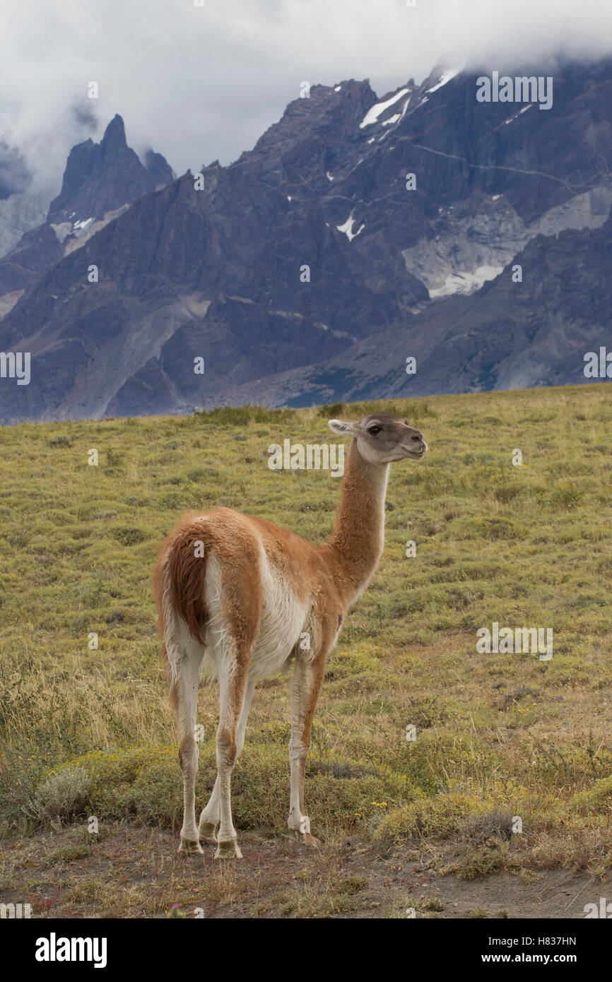 Guanaco (Lama guanicoe) et Torres del Paine, Parc National Torres del ...