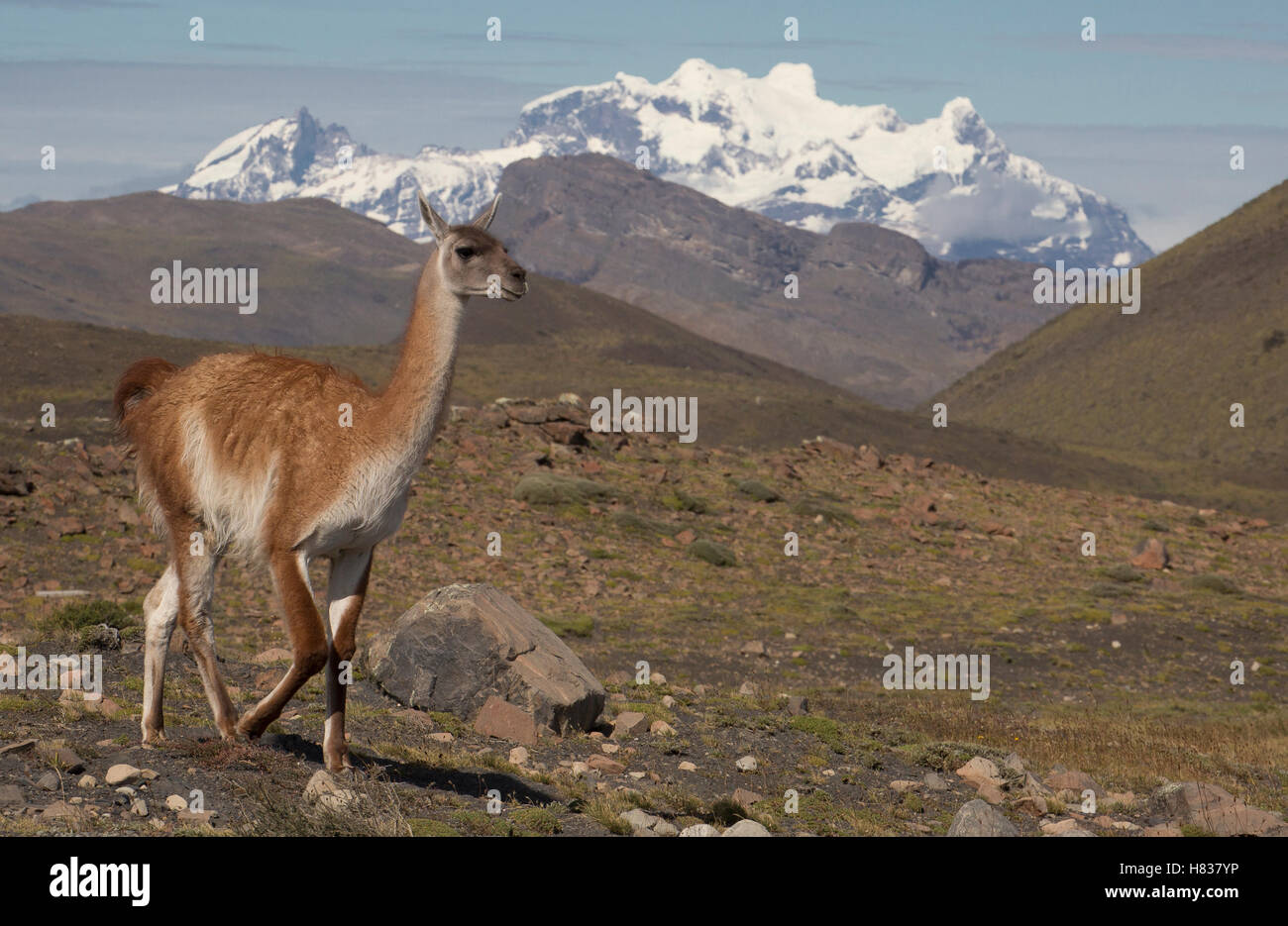 Guanaco (Lama guanicoe) et Cuernos del Paine, Parc National Torres del ...