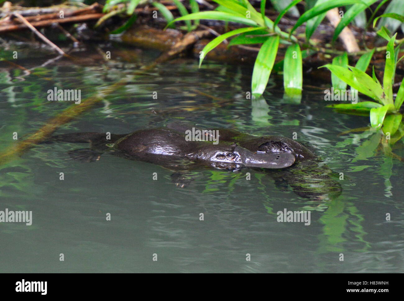 Comportement des ornithorynques Banque d'image et photos - Alamy