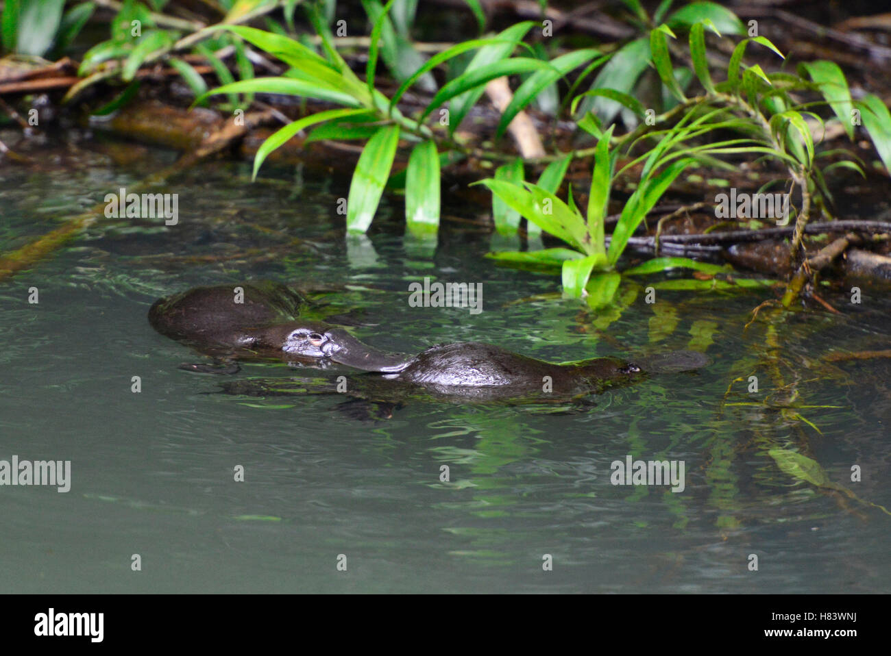 Comportement des ornithorynques Banque d'image et photos - Alamy