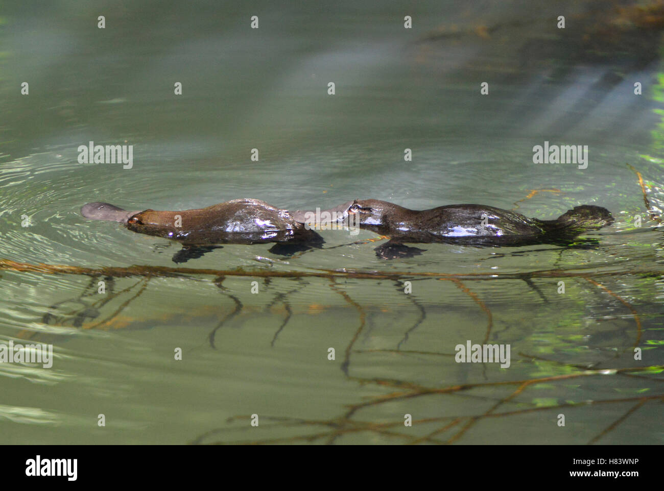 Comportement des ornithorynques Banque d'image et photos - Alamy
