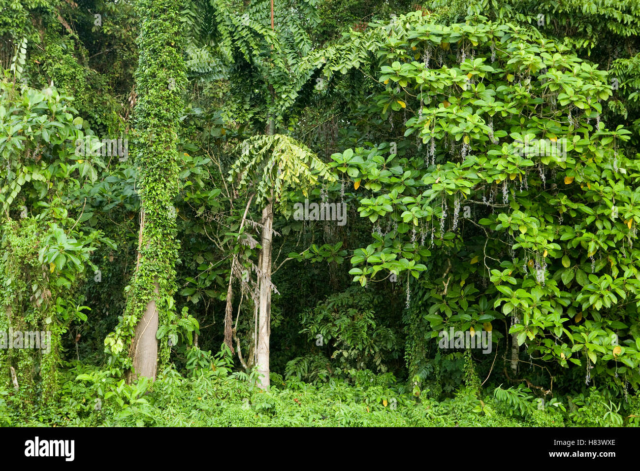 Le Meranti (DIPTEROCARPACEAE) des arbres dans la forêt tropicale de ...