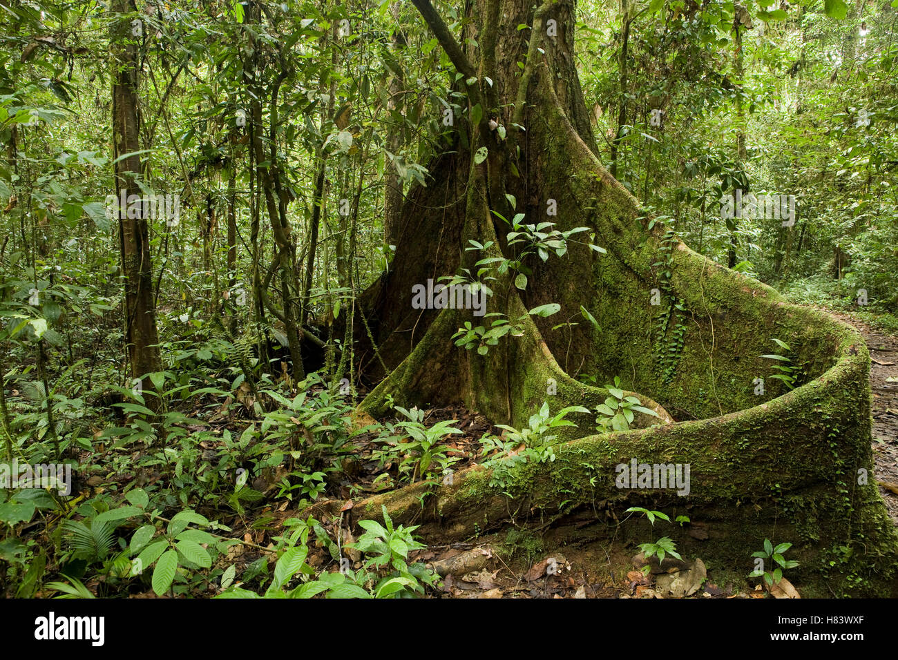Le Meranti (DIPTEROCARPACEAE) tree buttress racine en forêt tropicale ...